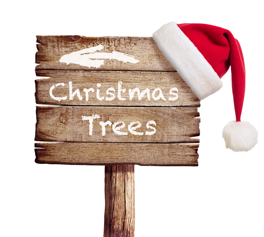 Christmas Tree Farm Sydney | Luddenham Christmas Tree Farm