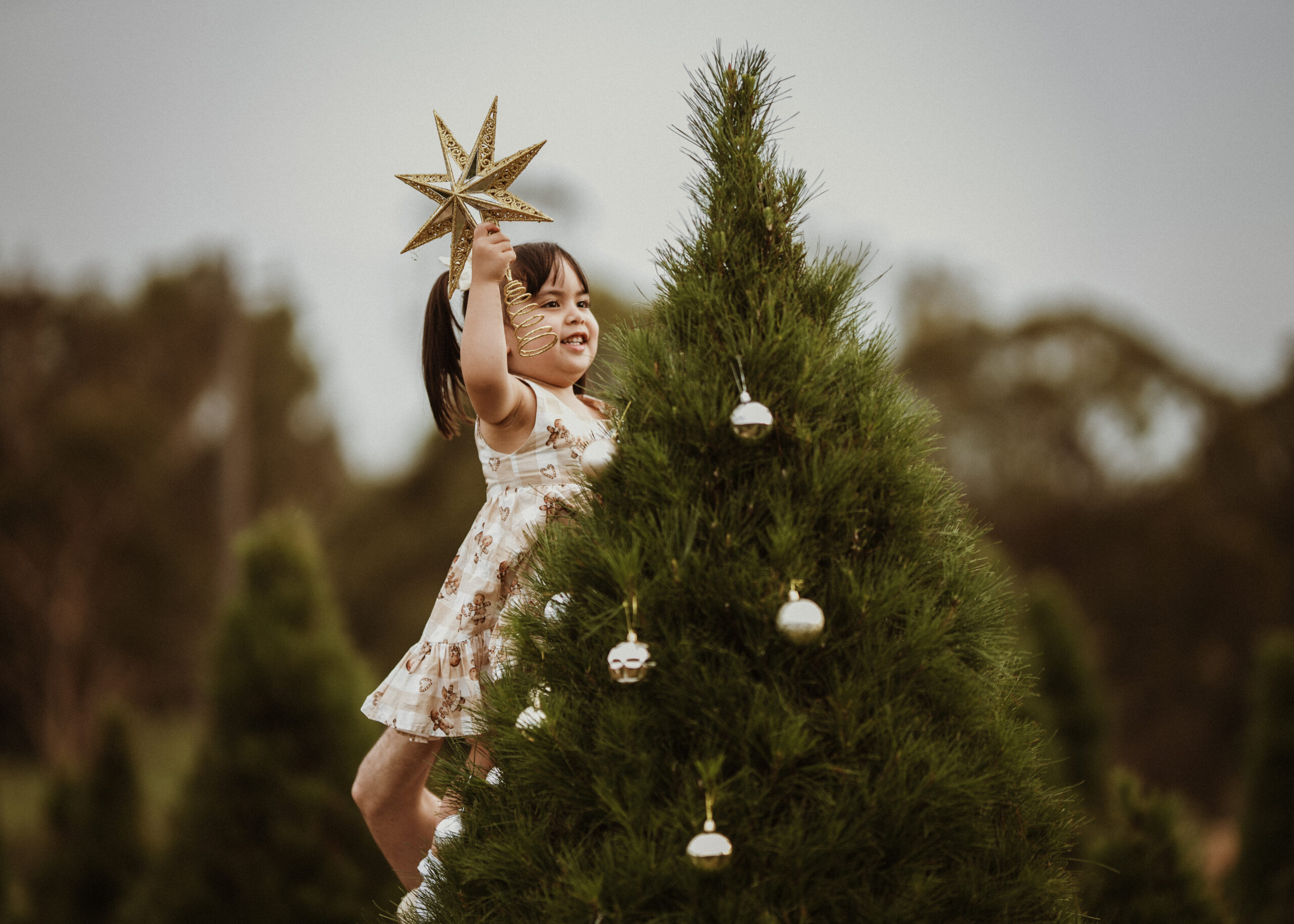Christmas Tree Farm Sydney | Luddenham Christmas Tree Farm